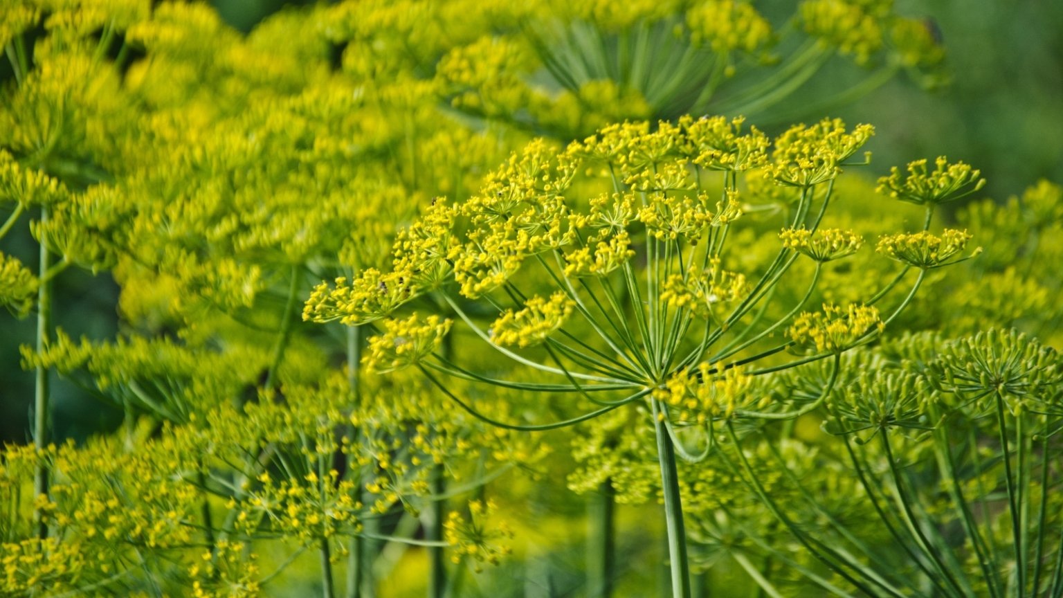 25 Cold-Hardy Herbs That Survive Winter in the Garden