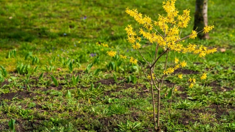 How to Plant, Grow, and Care For Forsythia