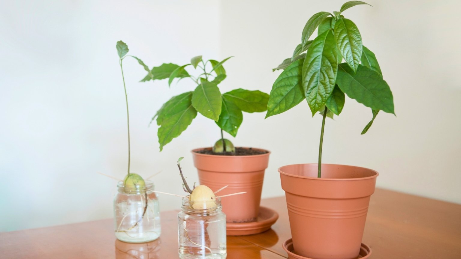 How to Plant, Grow, and Care for ‘Pancho’ Cold-Hardy Avocados