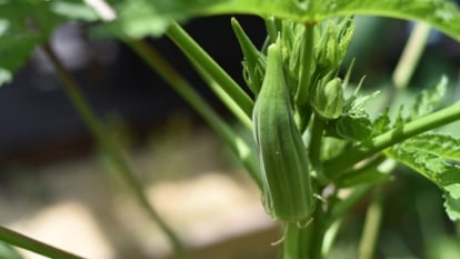How to Plant, Grow, and Care for Okra