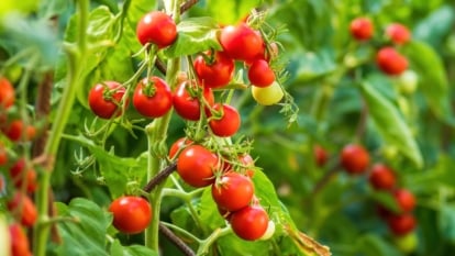17 Cherry Tomatoes for Your Summer Garden