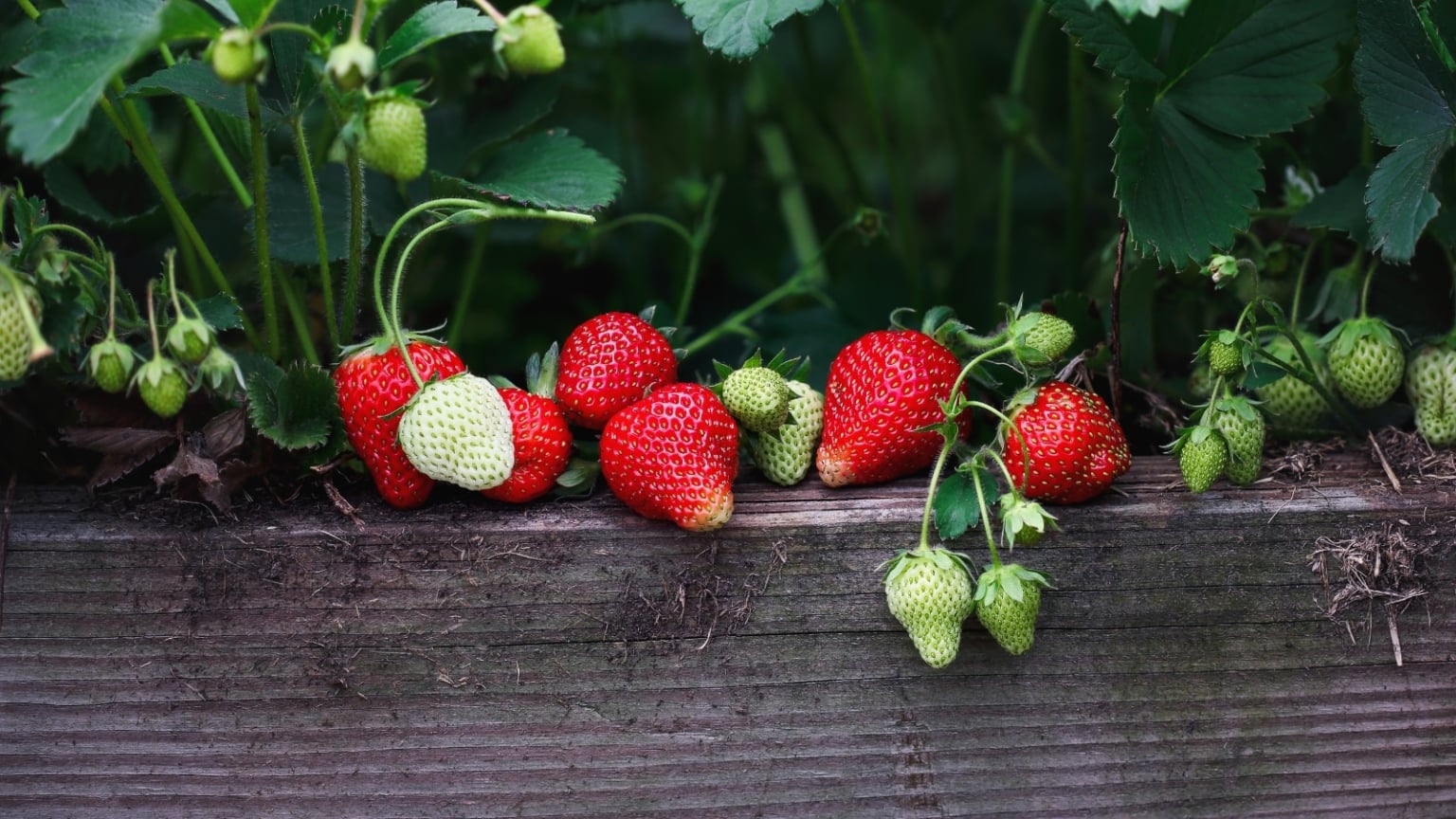 How to Plant, Grow, and Care for 'Allstar' June-bearing Strawberries