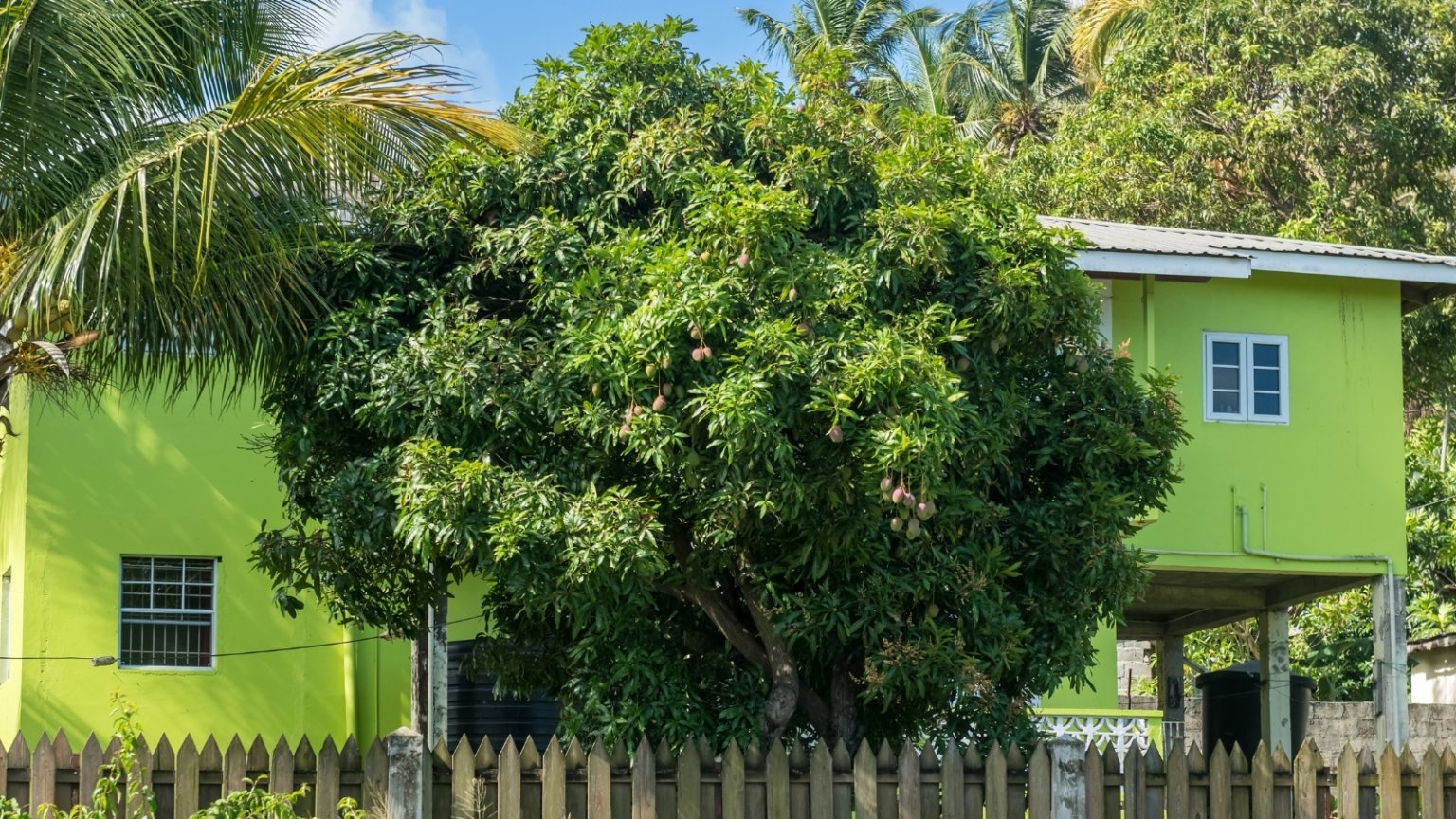 15 Fruit Trees That Thrive in Florida Gardens