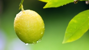How to Plant, Grow, and Care for 'Improved Meyer' Lemon Bushes