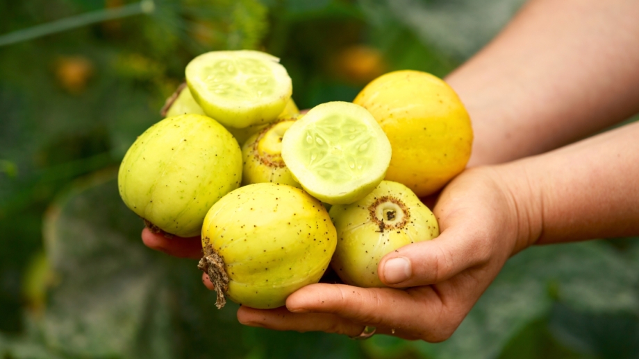 How to Plant, Grow, and Care for Lemon Cucumbers
