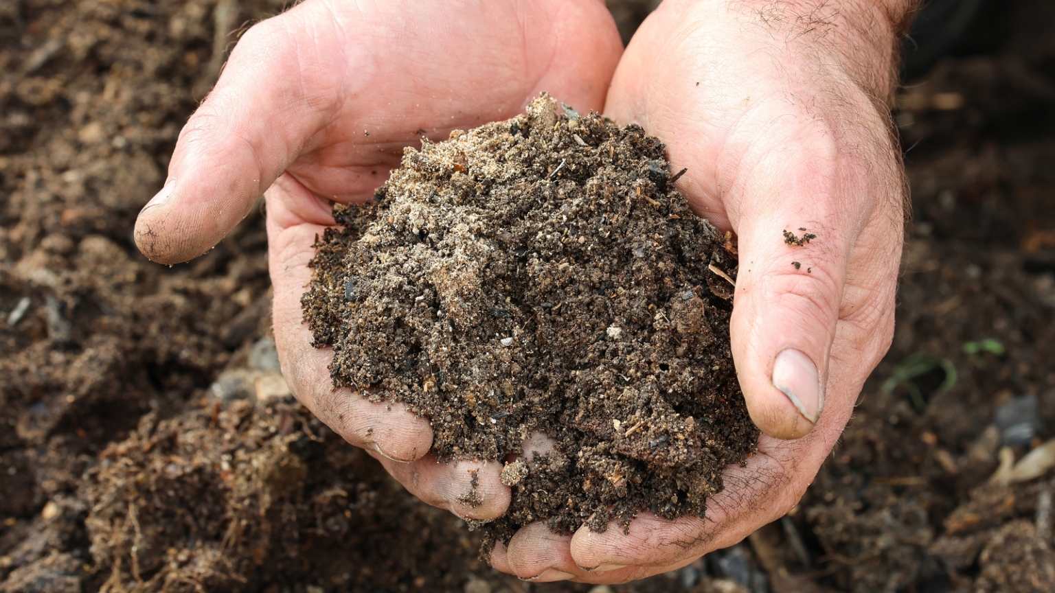 How to Plant, Grow, and Care For Epimediums