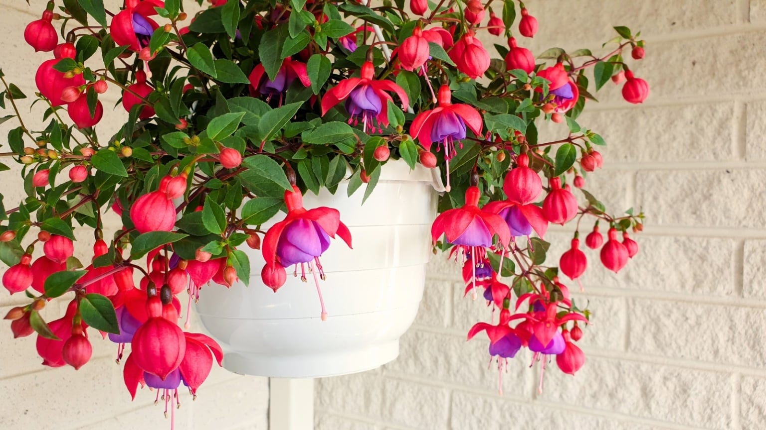 19 Plants For Beautiful Hanging Baskets In the Shade