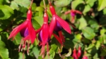 How to Plant, Grow, and Care for Fuchsias