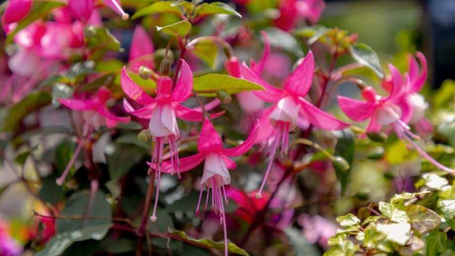 21 Best Shade Plants for Raised Beds
