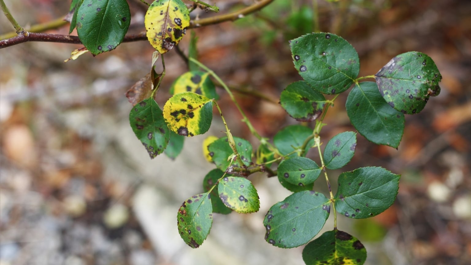 A Comprehensive Guide to Growing Roses in Zone 9
