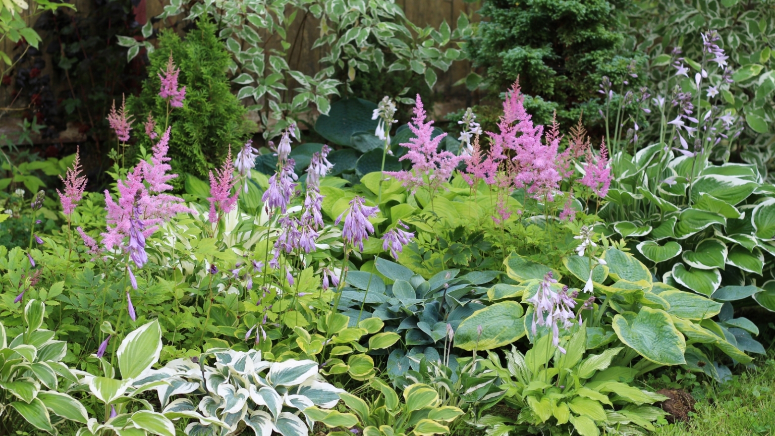 31 Flowering Foundation Plants That Boost Your Home’s Value