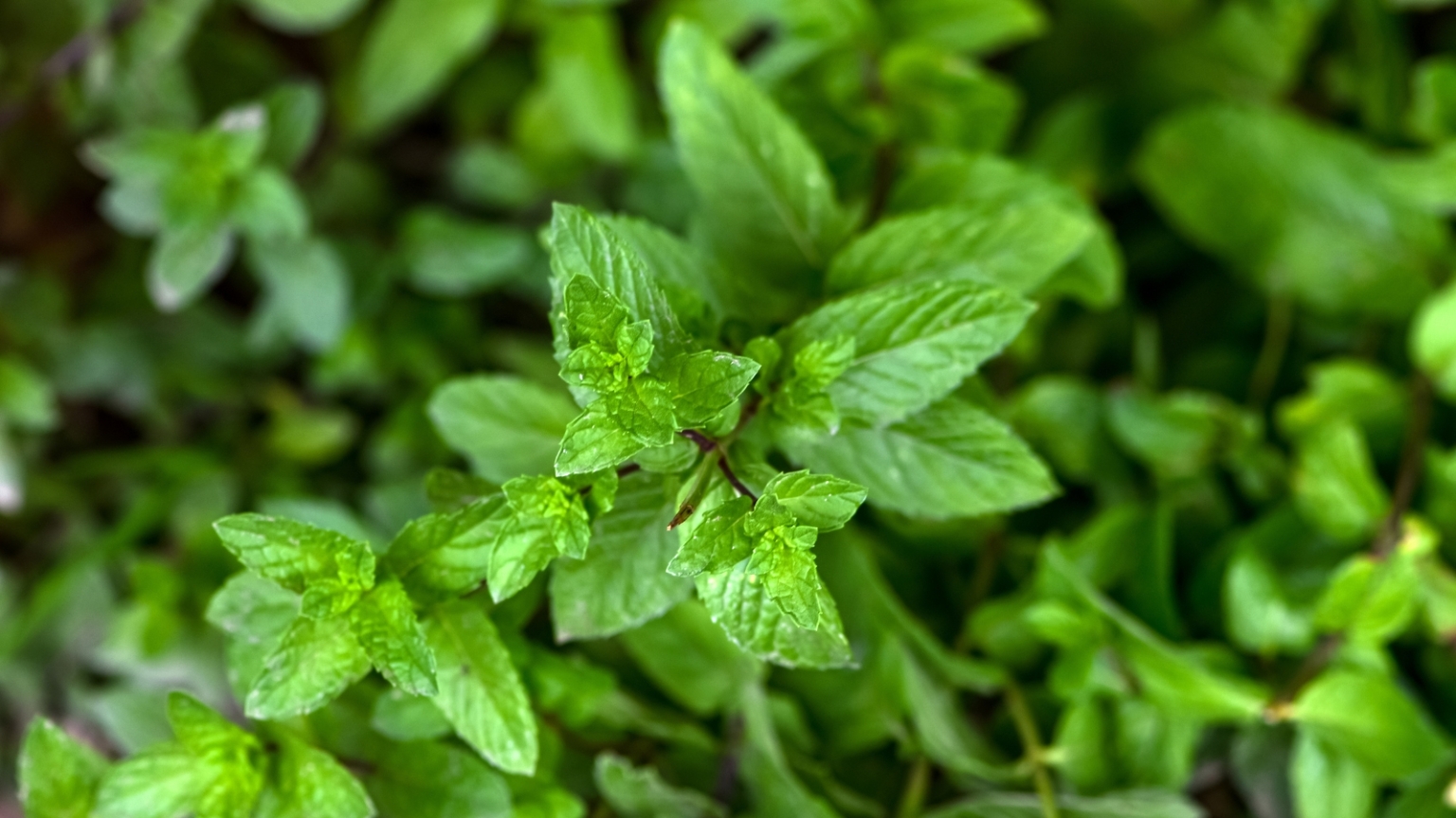 21 Herbs for Your Perennial Edible Garden