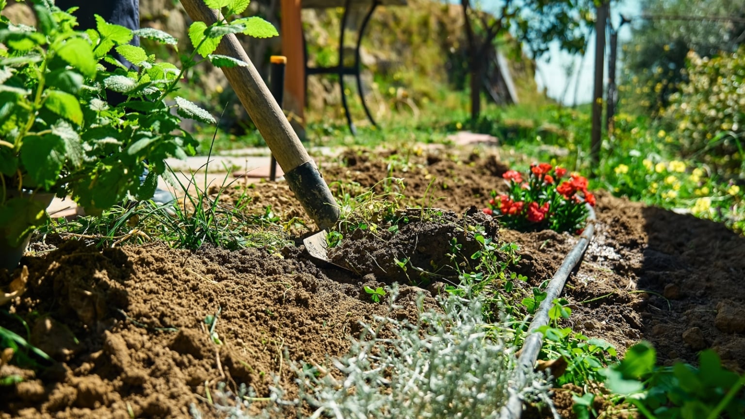 How to Divide Perennial Plants