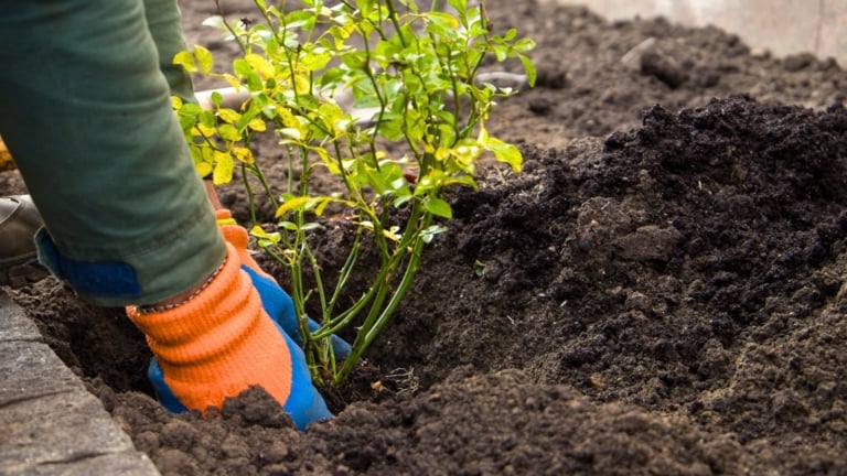 A Comprehensive Guide to Growing Roses in Zone 9