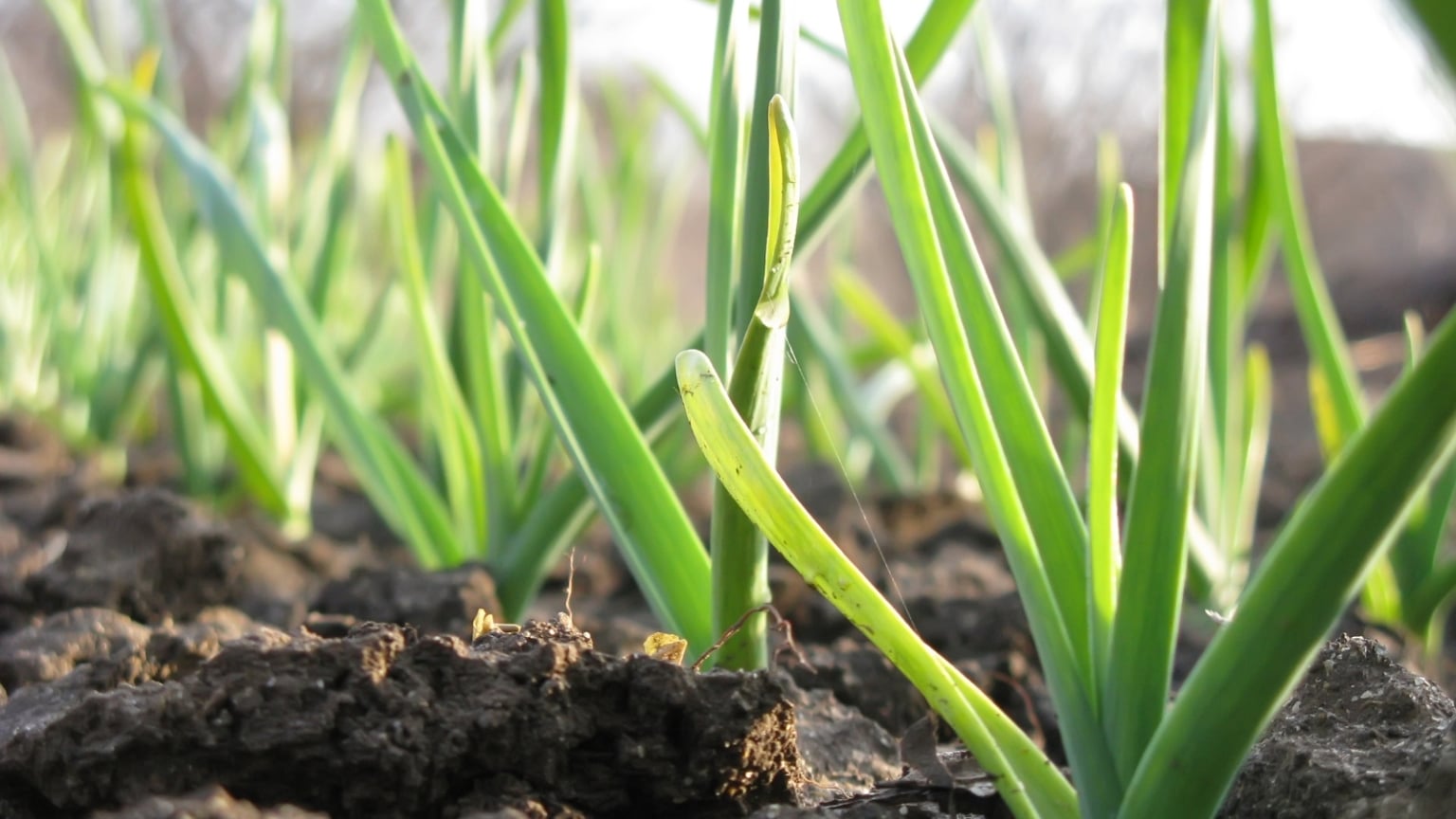 How to Grow Garlic in Raised Beds: A Complete Guide