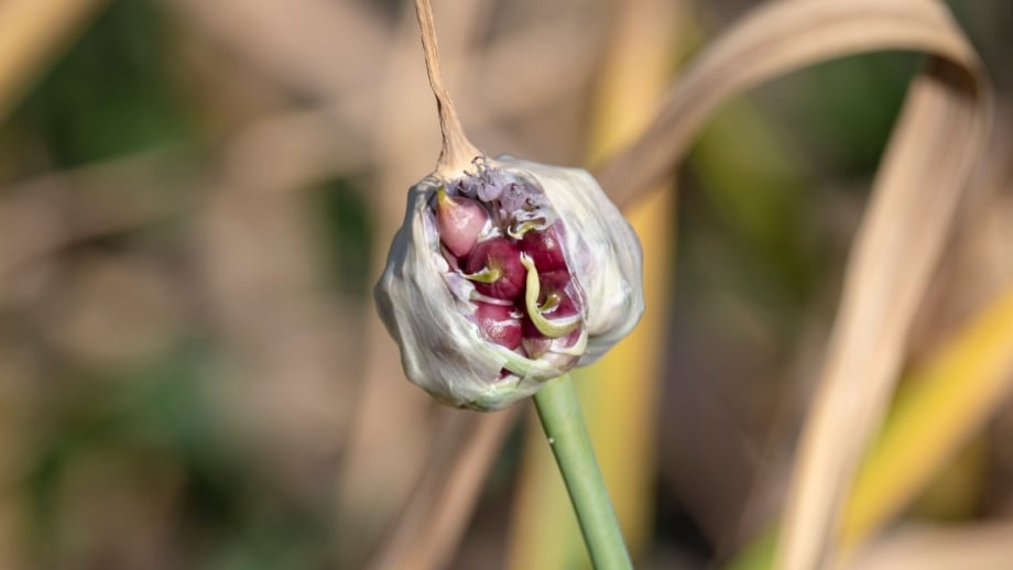 How to Grow Garlic in Raised Beds: A Complete Guide