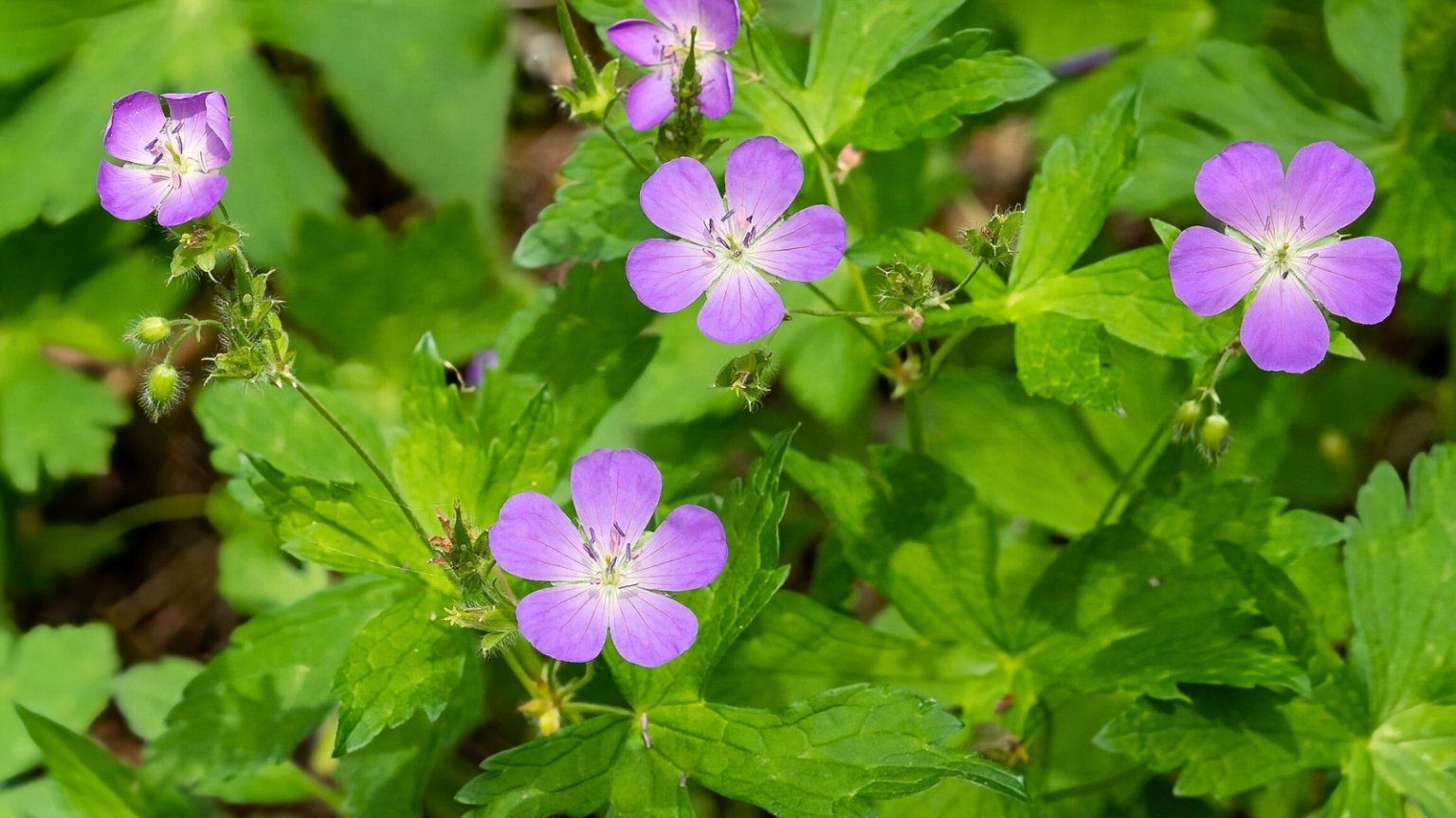 21 Best Landscaping Plants For Gardens with Sandy Soil