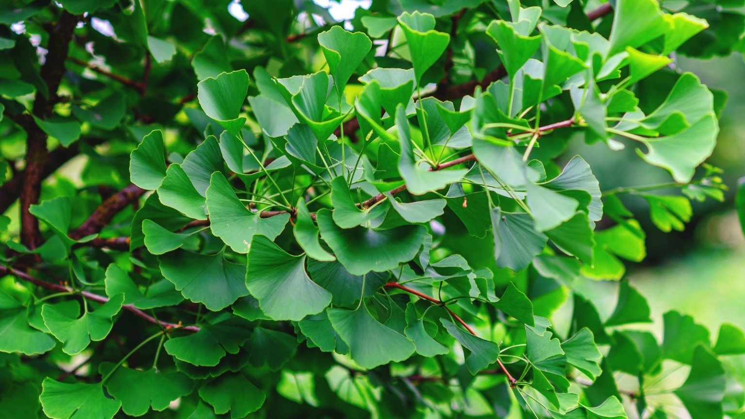 29 Trees With Unique Foliage