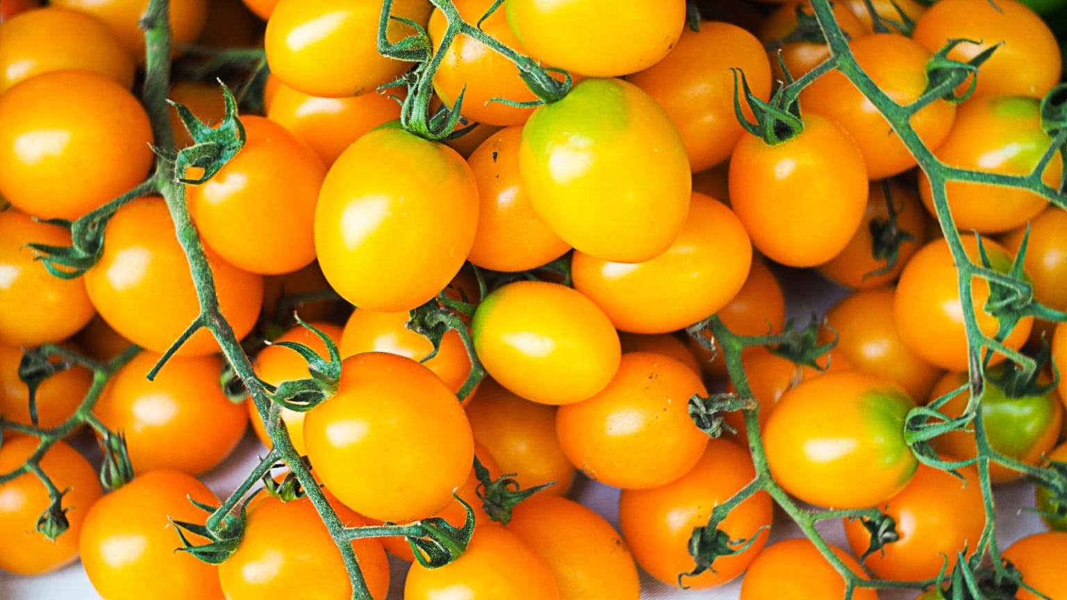 13 Prize-Winning Tomatoes You Need in Your Garden