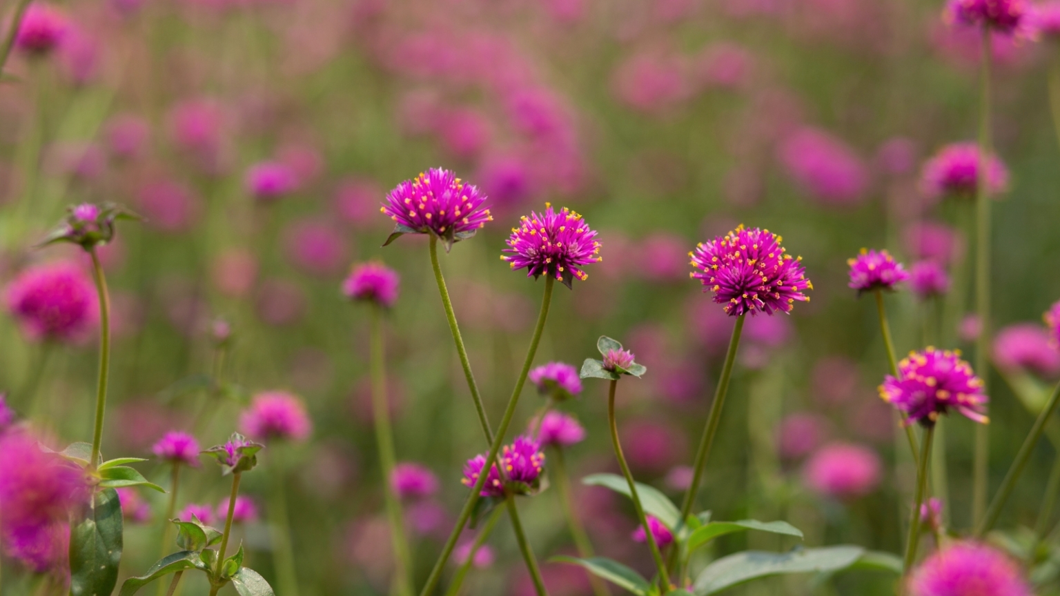 Plant These 15 Flowers That Look Like Fireworks This 4th of July