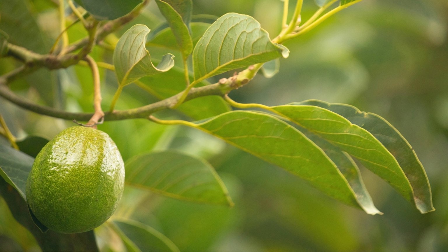 How to Plant, Grow, and Care for ‘Pancho’ Cold-Hardy Avocados