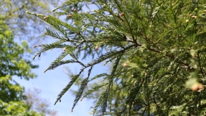 How to Plant, Grow, and Care For Redwood Trees