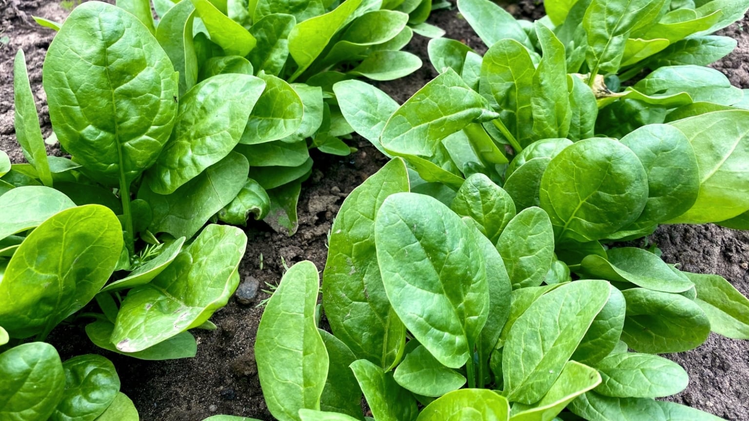7 Tips for Growing Spinach in Raised Beds