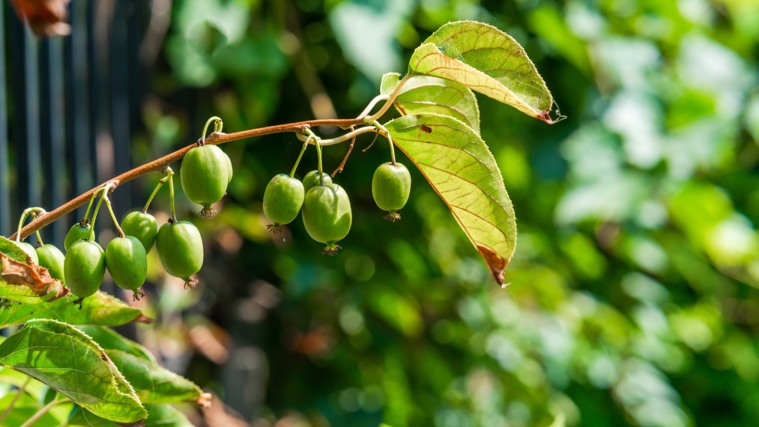 How to Plant, Grow, and Care for 'Prolific' Hardy Kiwi Vines