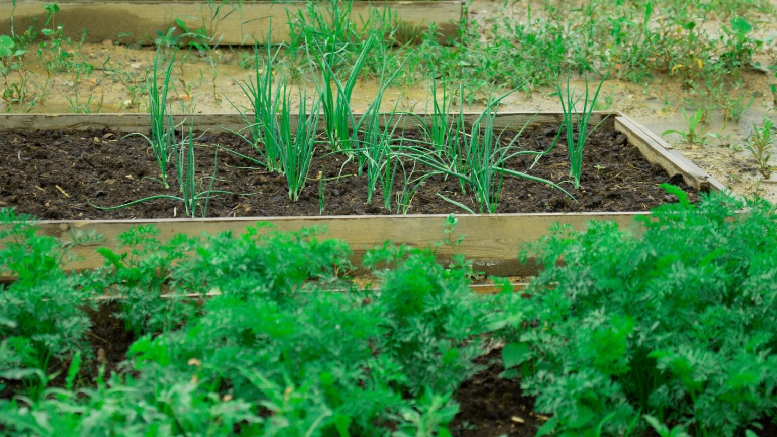 15 Best Vegetable Combinations To Plant in Raised Beds