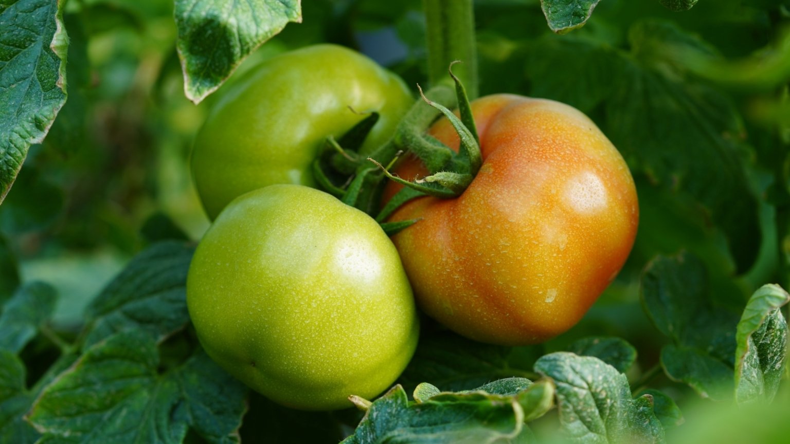 7 Unique and Unusual Tomatoes That Wow in the Garden