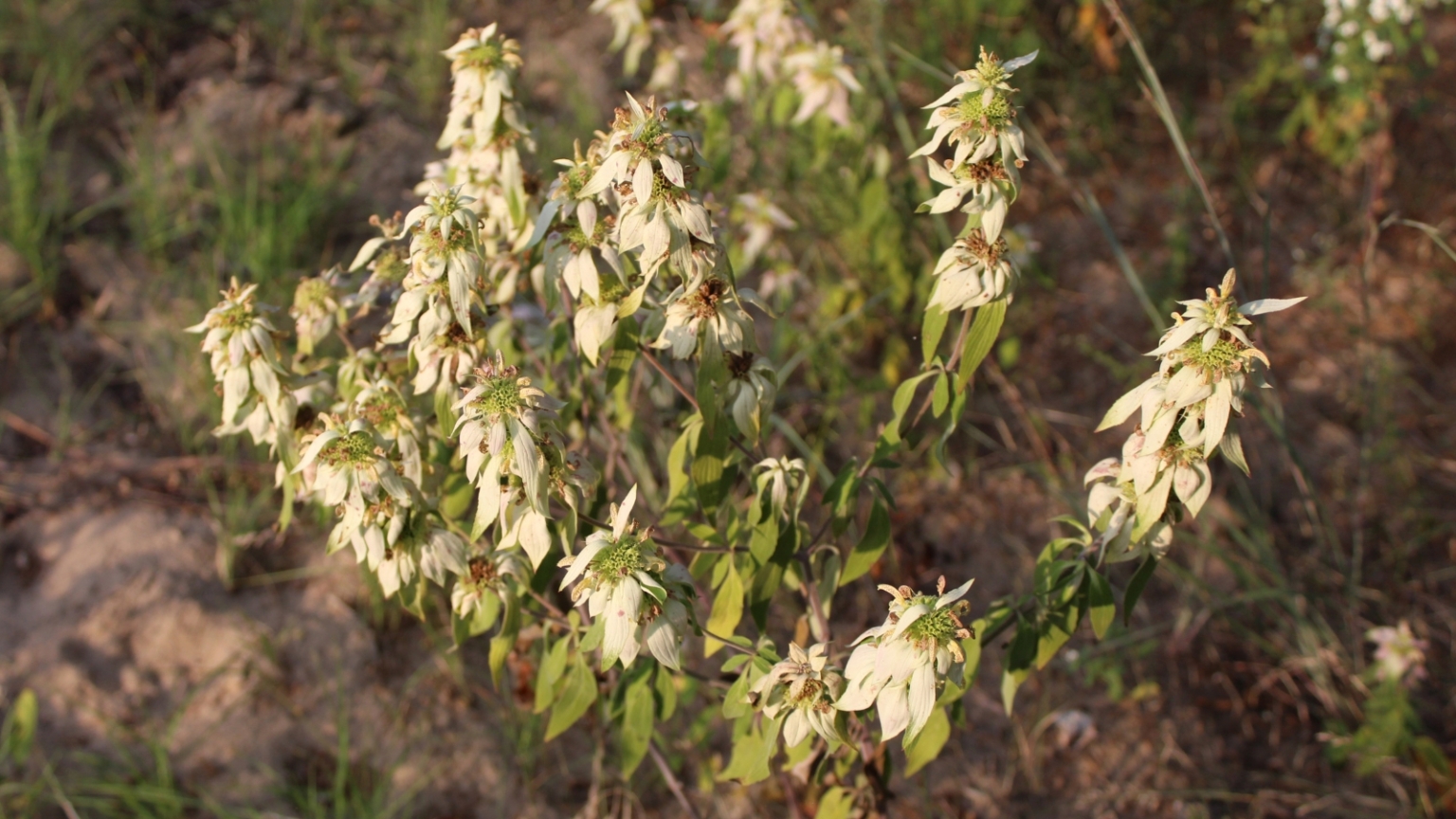 How to Plant, Grow, and Care for Spotted Bee Balm
