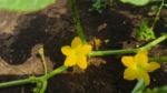 How to Plant, Grow, and Care for Lemon Cucumbers