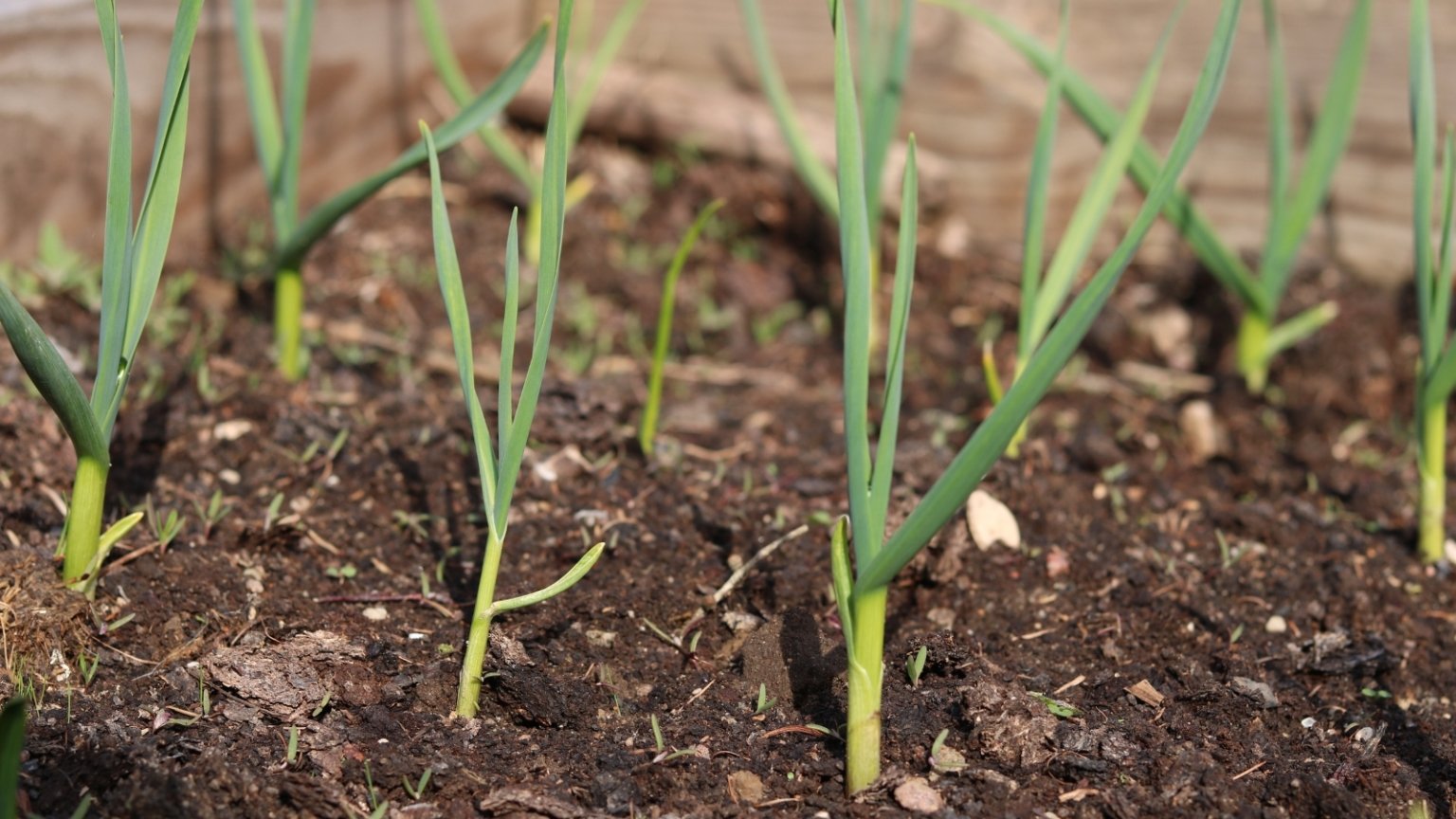 How to Grow Garlic in Raised Beds: A Complete Guide