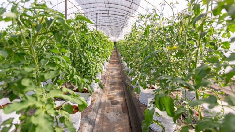 How to Grow Epic Tomatoes in Grow Bags
