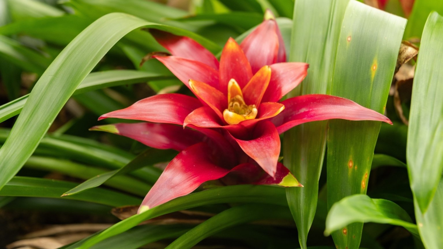 13 Tropical Plants With Red Flowers