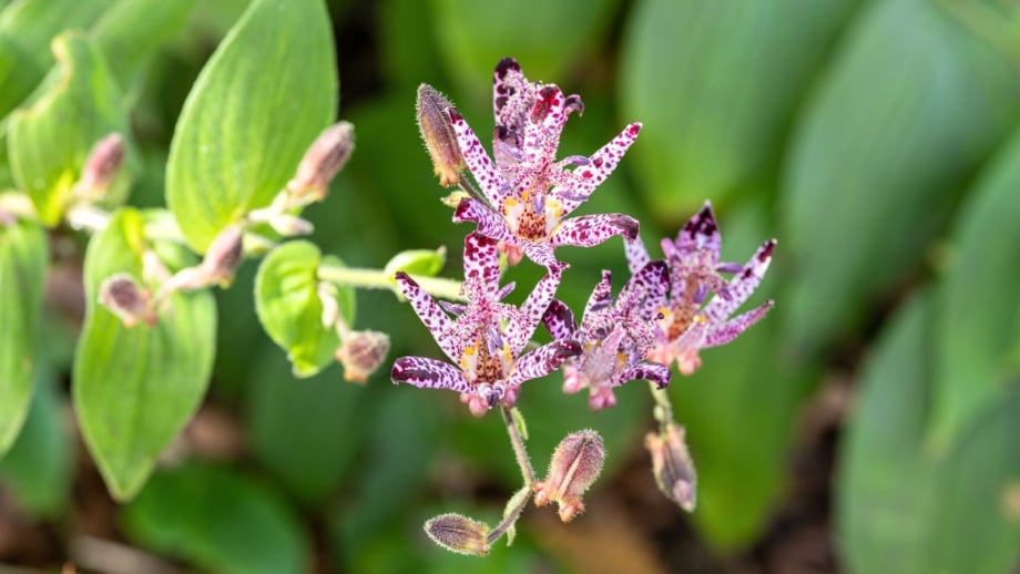 11 Tropical-Looking Plants That Grow in Cold Climates