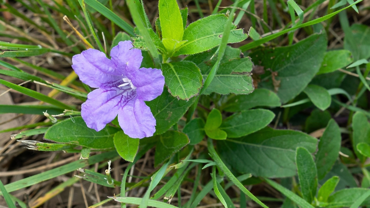 How to Plant, Grow, and Care For Wild Petunias