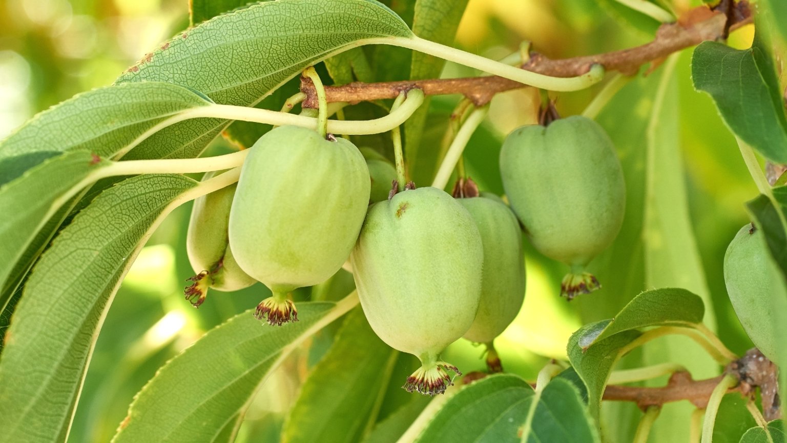 How to Plant, Grow, and Care for 'Prolific' Hardy Kiwi Vines
