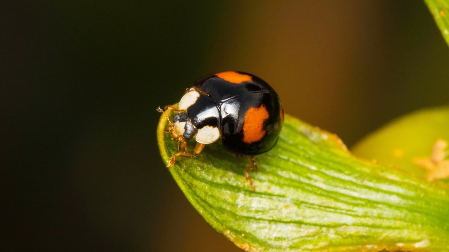 How to Tell The Difference Between Native US and Asian Ladybugs