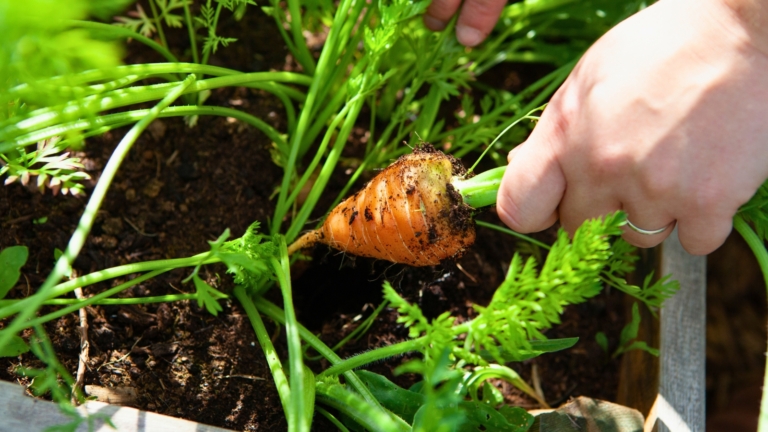 5 Tips for Growing Carrots in Raised Beds