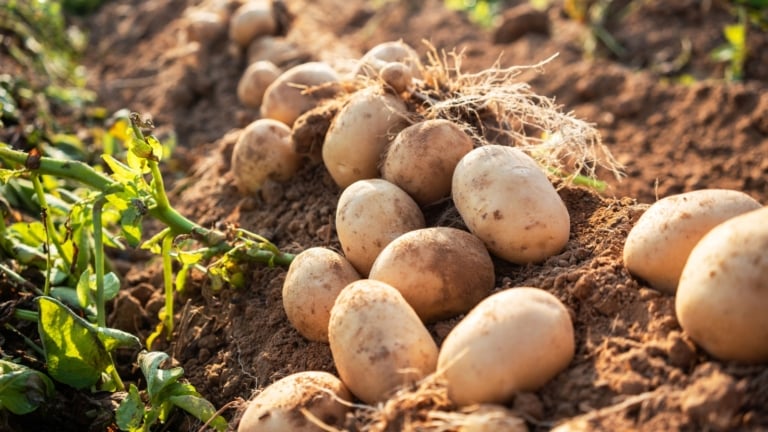 9 Tips for Growing Loads of Potatoes in Raised Beds
