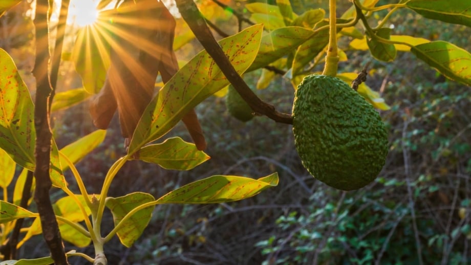 How to Plant, Grow, and Care for 'Bacon' Avocado Trees