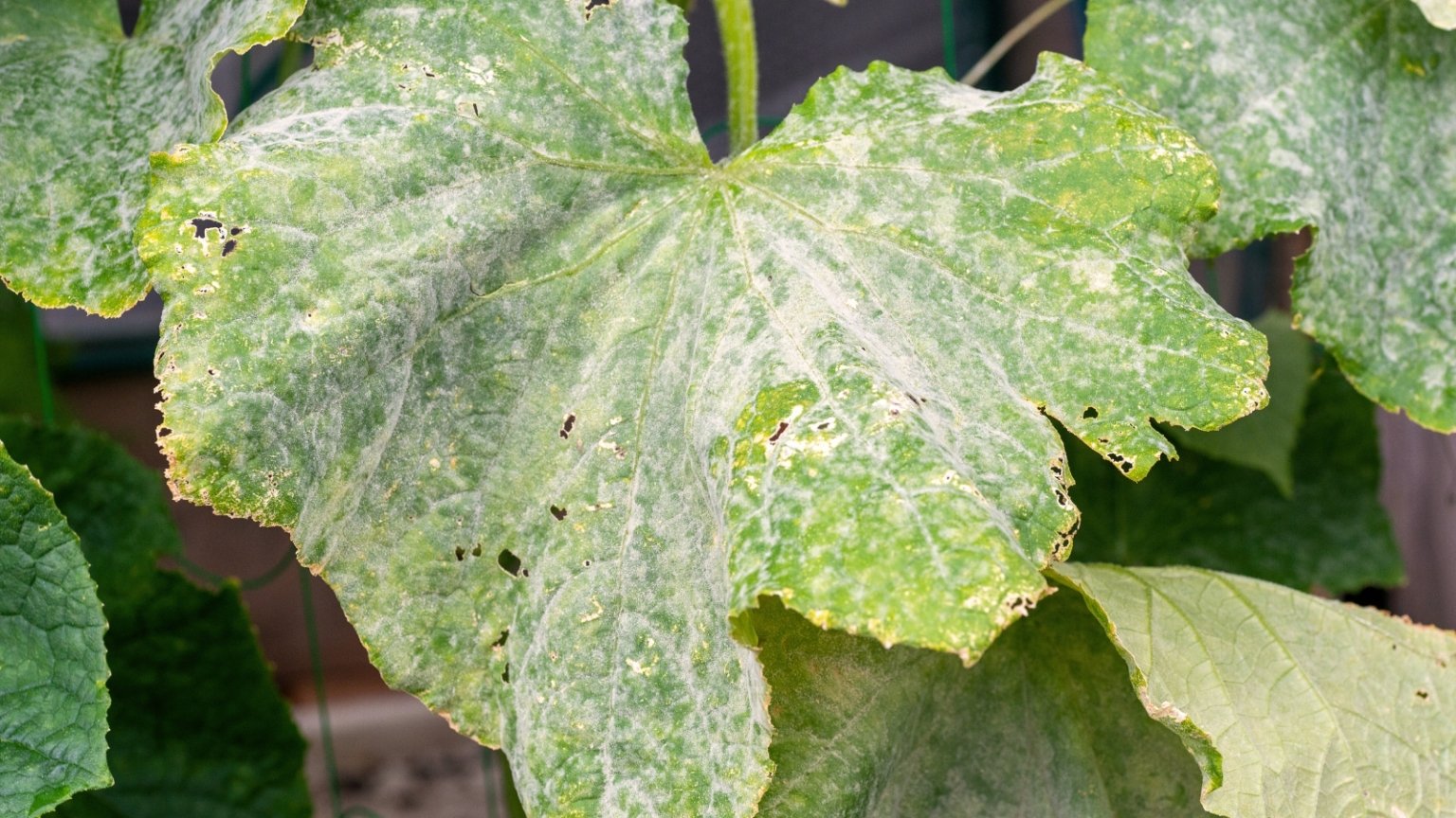 How to Plant, Grow, and Care for Lemon Cucumbers