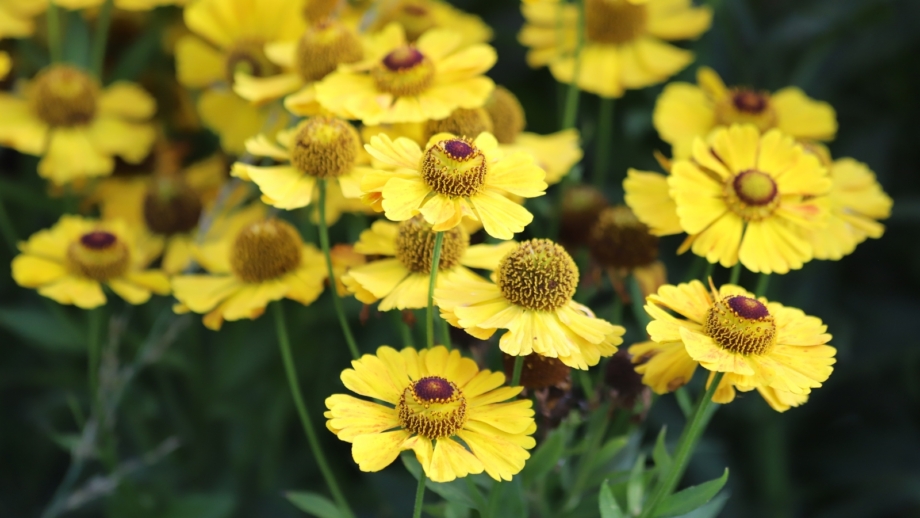 17 Wildflowers That Bloom in Fall