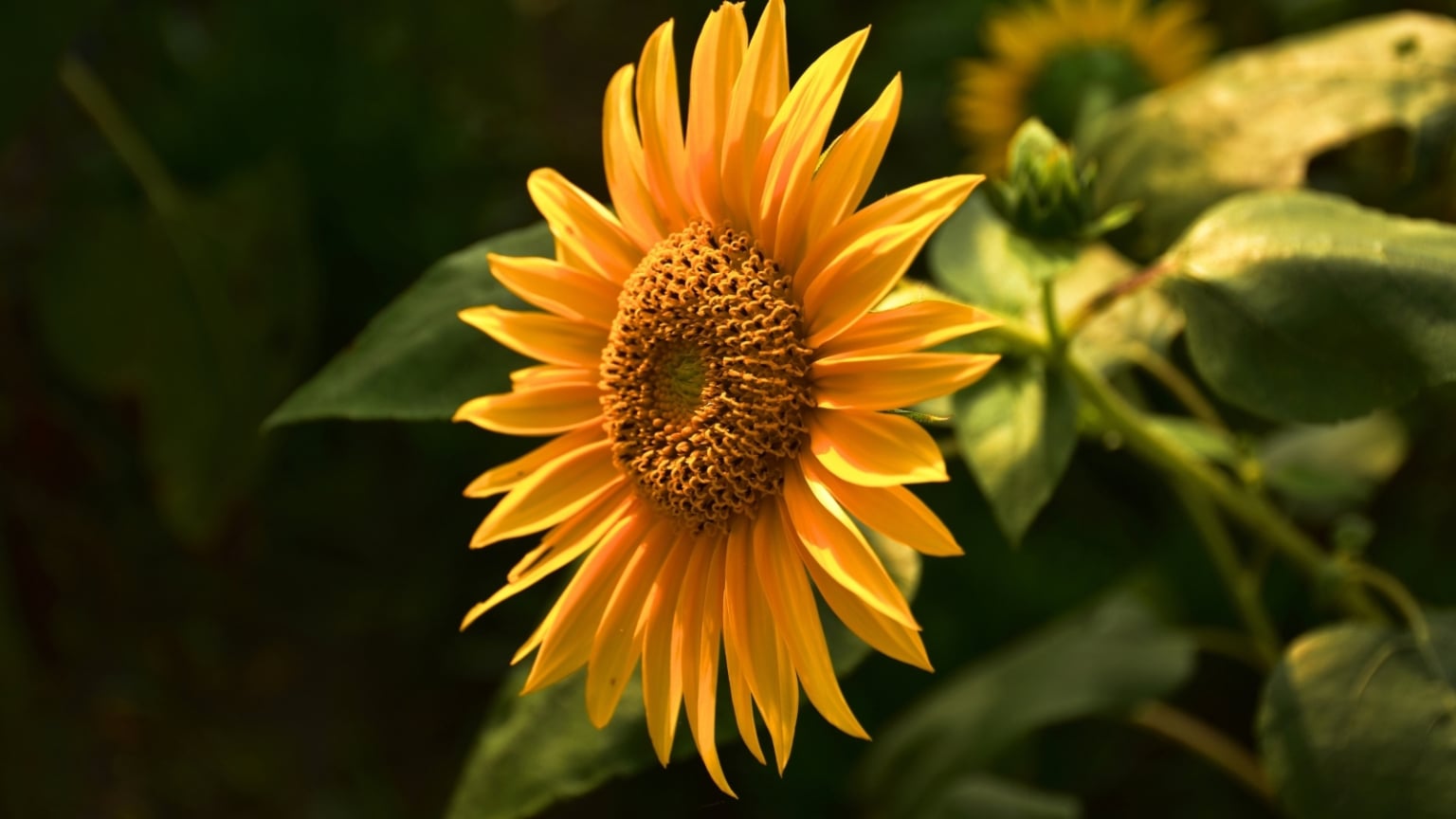 17 Fall-Blooming Flowers to Start in July