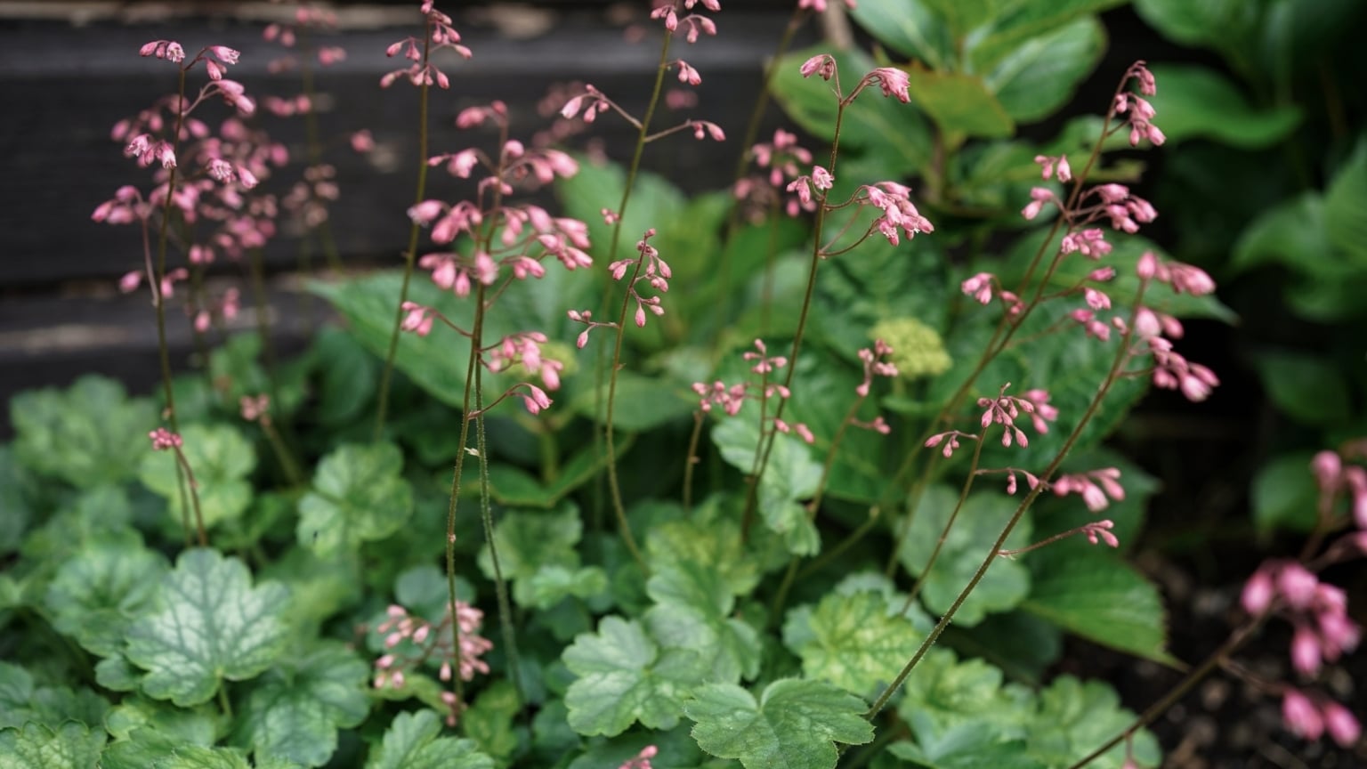 21 Best Shade Plants for Raised Beds