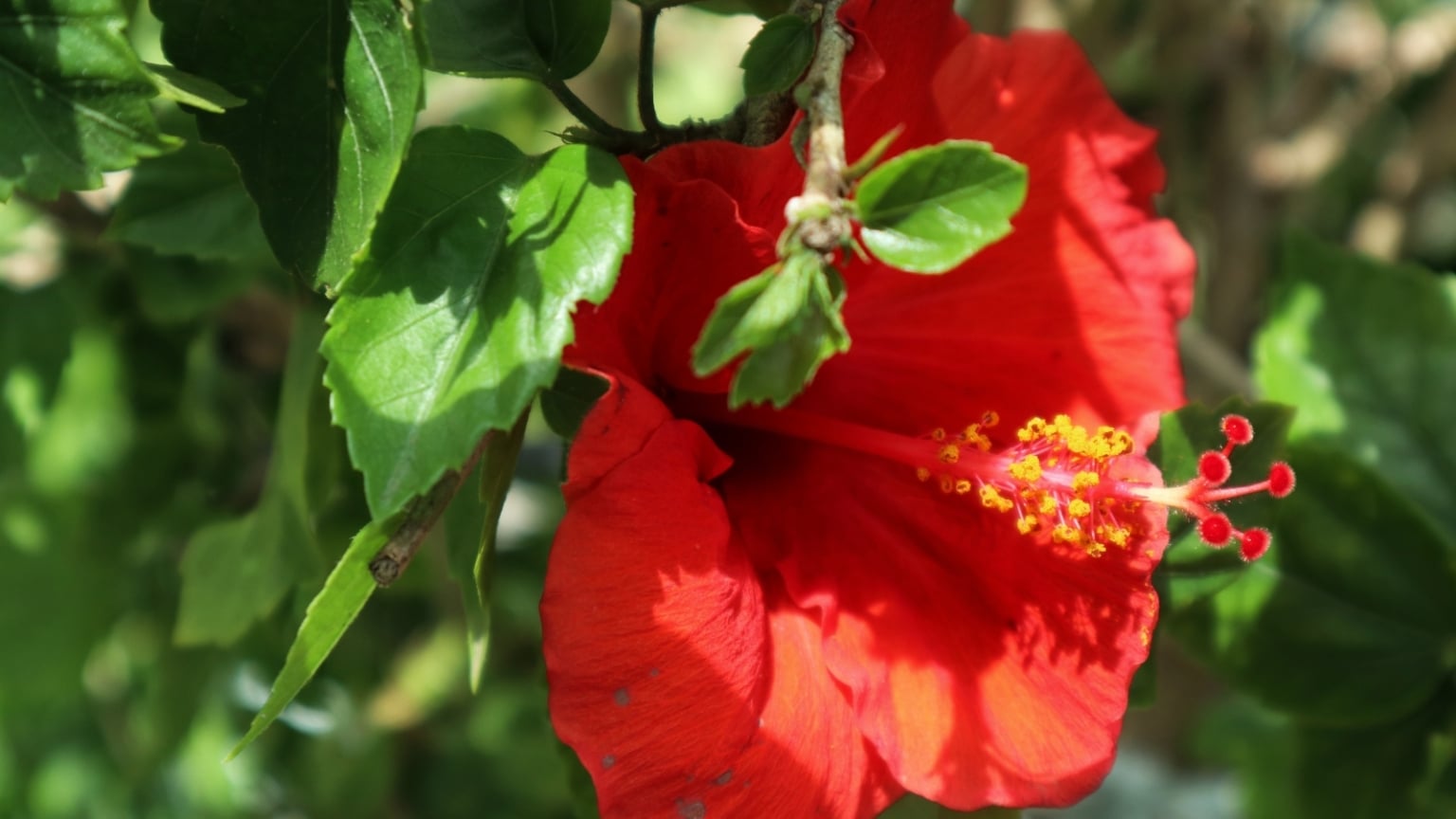 13 Tropical Plants With Red Flowers