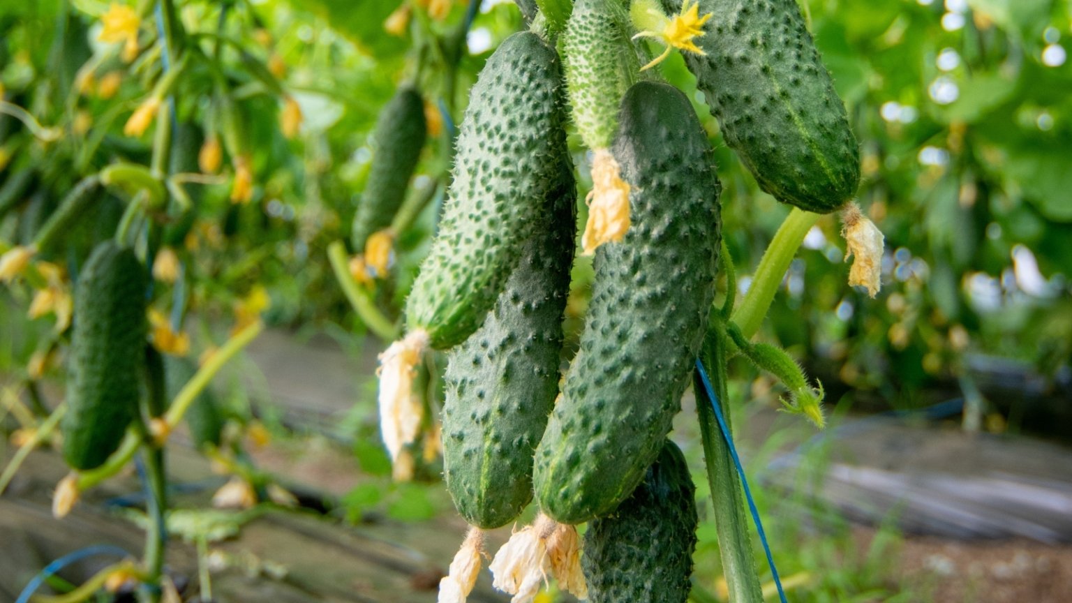 9 Best Cucumbers for Pickling