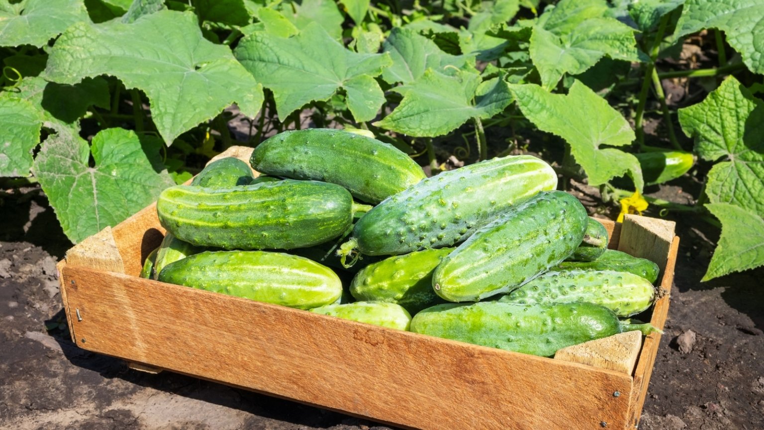 9 Best Cucumbers for Pickling