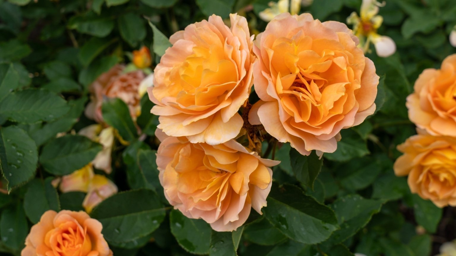 A Comprehensive Guide to Growing Roses in Zone 9